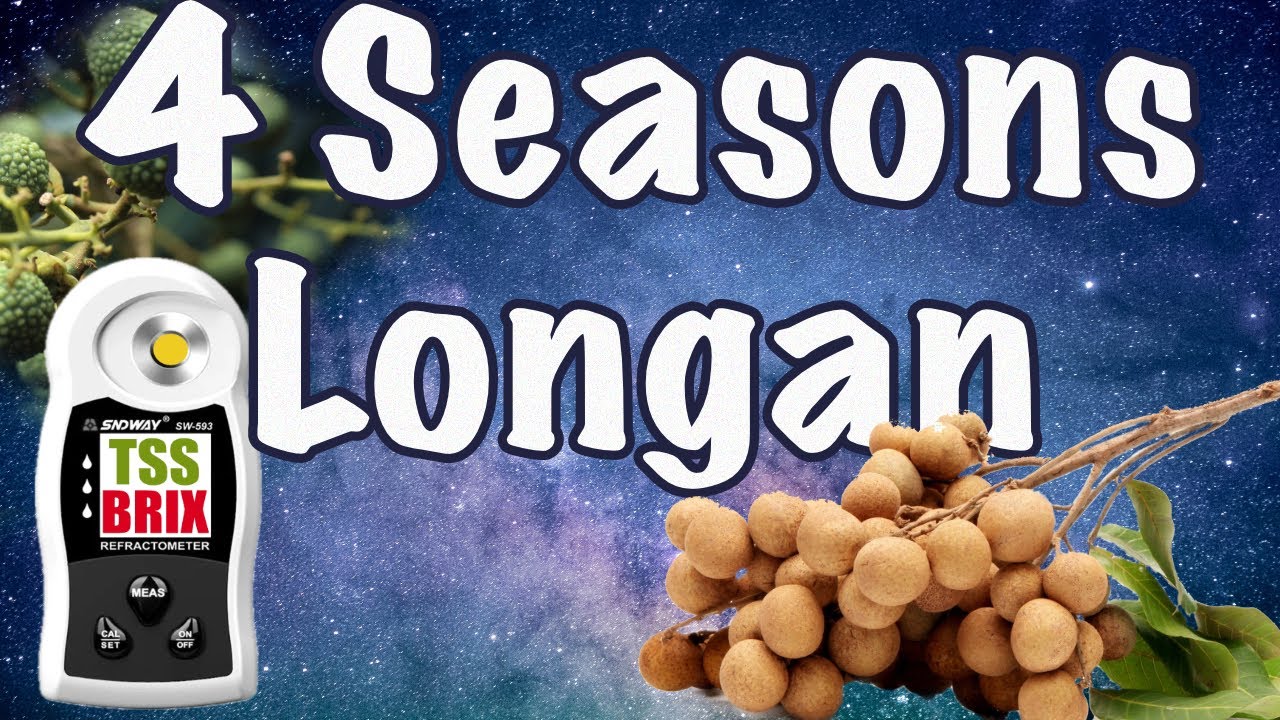 Four season Longan taste review - YouTube