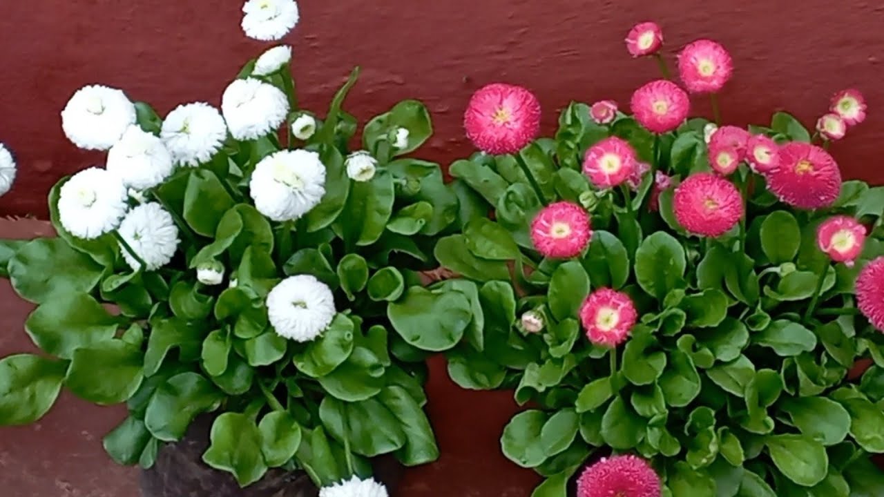 Amazing and most beautiful Bellis perennis flowers/bellis daisy ...