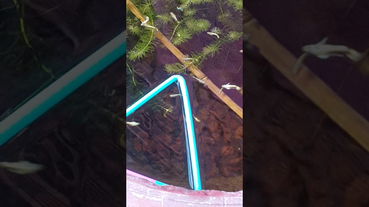 Full gold ribbon - YouTube