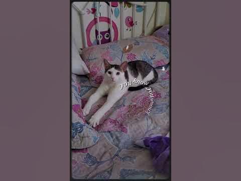 #cate cat - YouTube