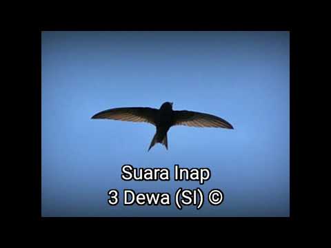 3 Dewa (SI) © - YouTube