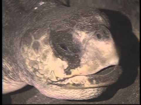 LA TORTUGA LORA OSTIONAL, COSTA RICA - YouTube