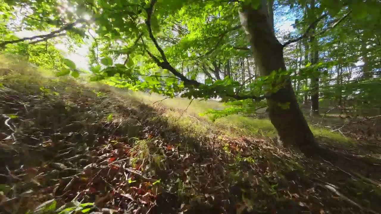 DJI Avata | Cinematic | Forest | Horizontal lock | 4k60fps - YouTube