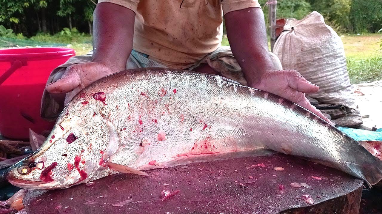 Wow !! Amazing Big chital fish cutting।। Popular chital fish cutting in ...