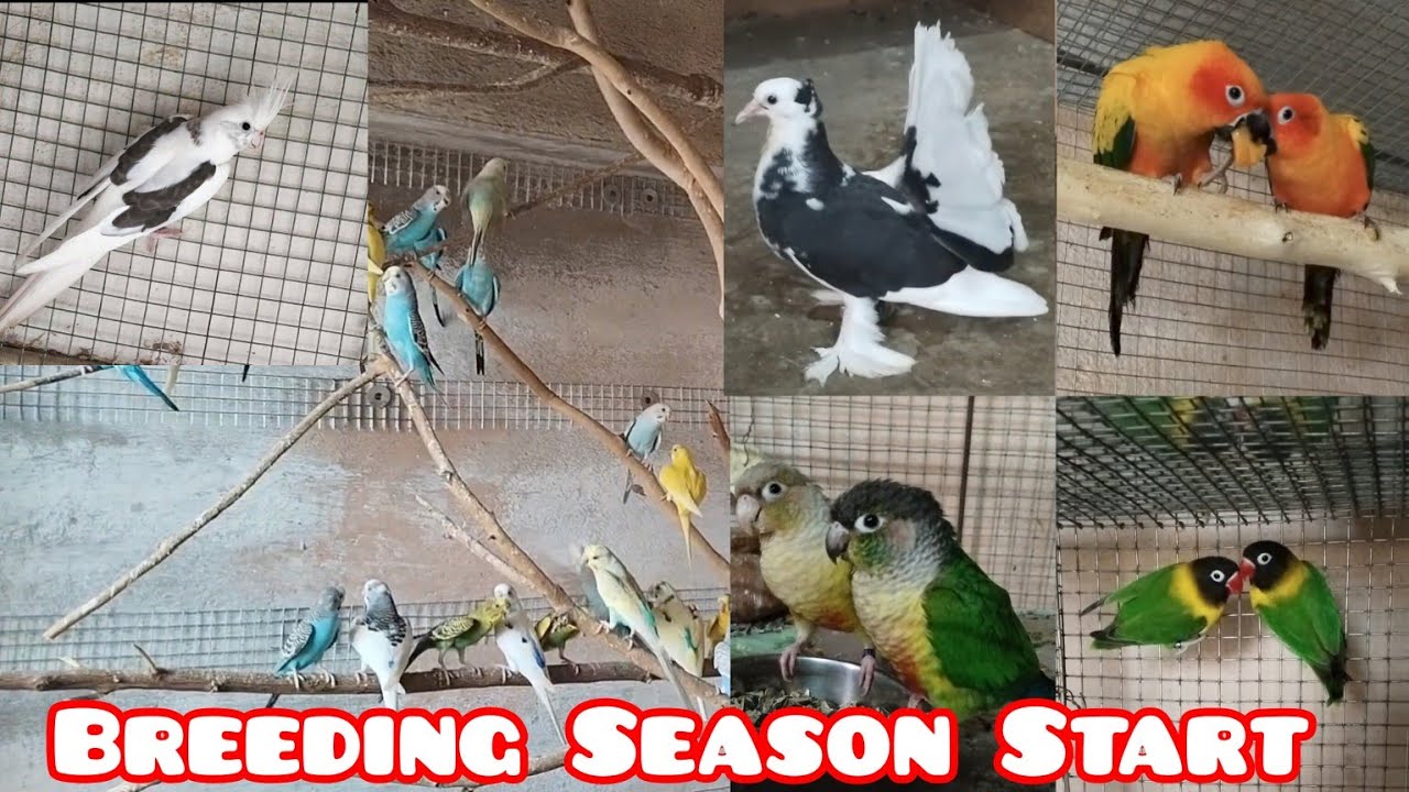 Preparation Birds Setup For Breeding - YouTube