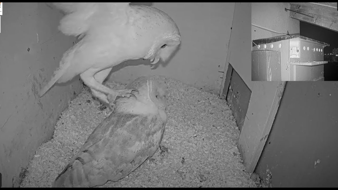 Barn owl male greets female by jumping on and mating with her. - YouTube