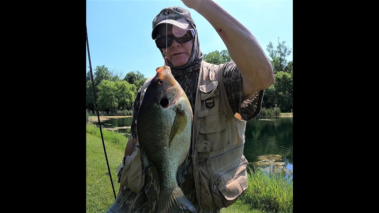 Red Ears and Hybrids and Gills...OH MY!! Late spawning sunfish ...