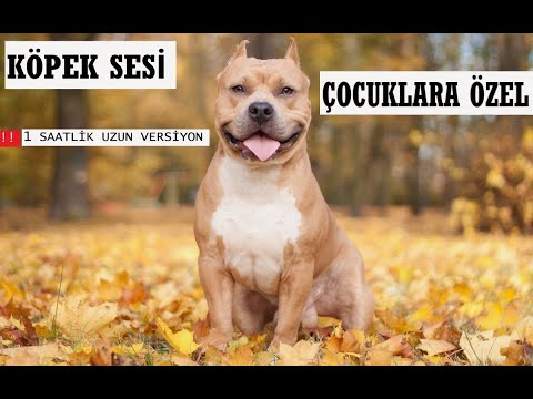 Köpek Sesi I  Köpek Havlaması I Gerçek Köpek Sesi  I  Yavru Köpek Sesi   ( UZUN VERSİYON)