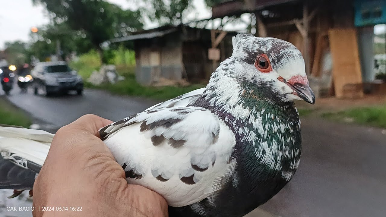 NGLATIH ANAK MERPATI plosur asli bolo - YouTube