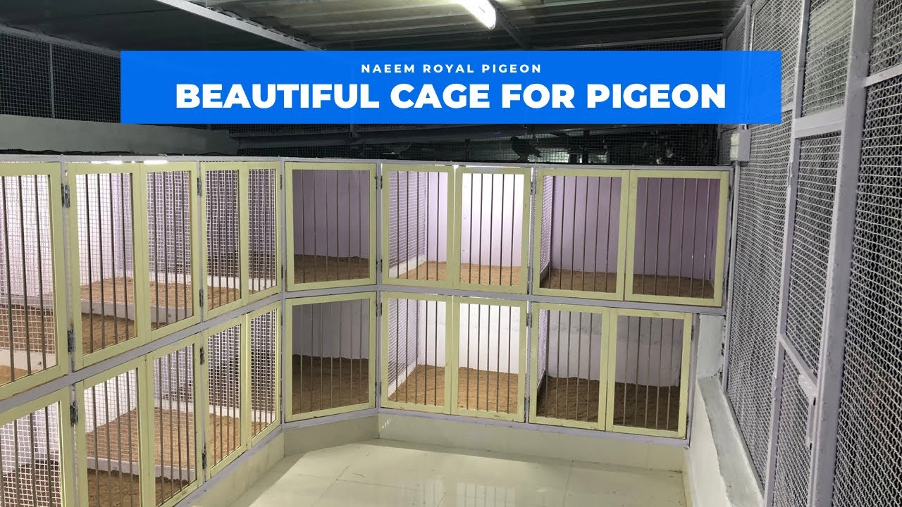 Pigeon Breeding Cage / Best Breeding Cage For Pomeranian pouter pigeon ...