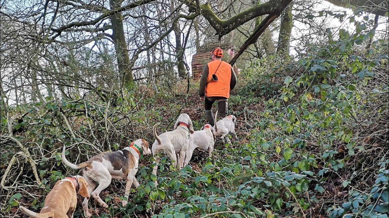 CHASSE AUX CHIENS COURANTS EN BRETAGNE - YouTube