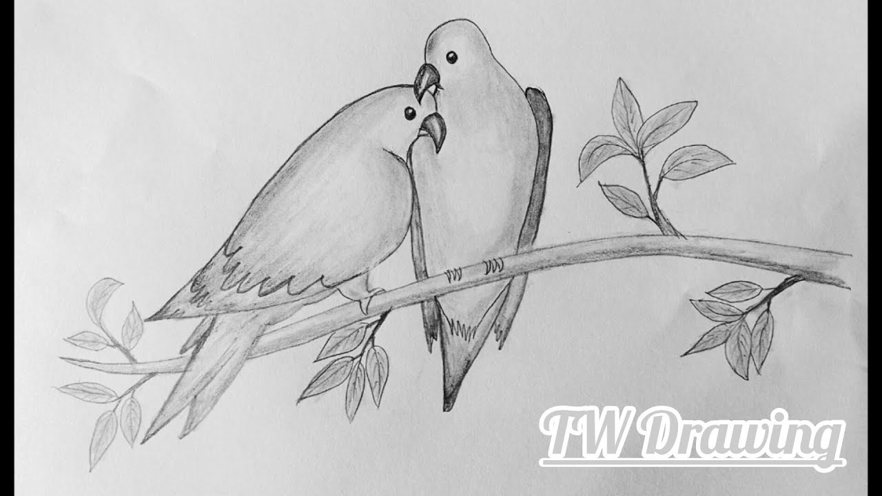 How to Drawing Love Birds l pencil Sketch l TW Drawing - YouTube