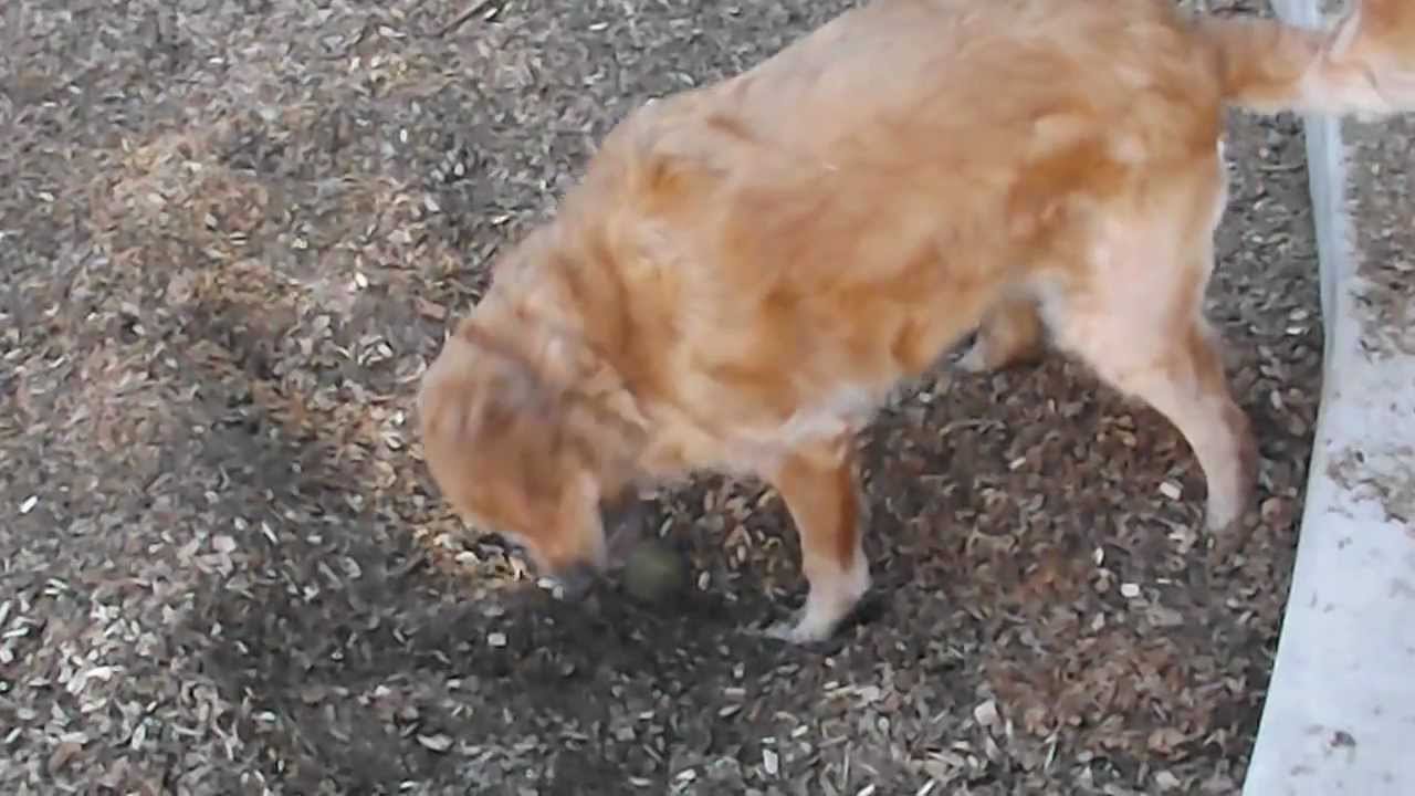 Apollo, our golden retriever, digging at the park - YouTube