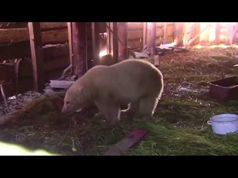 Polar bear cub rescued from Russian village
