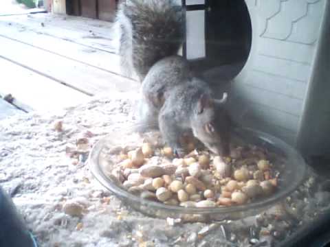 Injured Squirrel 4 - Eye Injury - YouTube