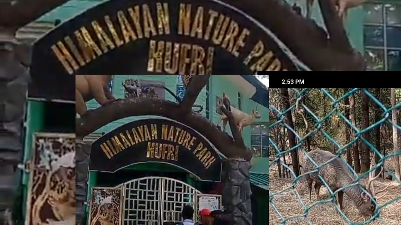 Kufri Zooo &Himalayan Nature Park and chini Bangloo Kufri(Shimla) - YouTube