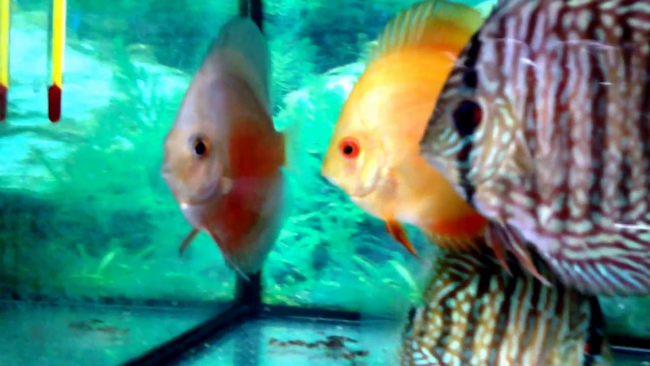 DISCUS,Red valentine,Solid golden millenium,tiger turkis 2016 - YouTube