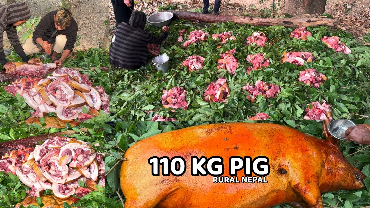 110KG LOCAL PIG CUTTING IN MY VILLAGE// rural Nepal pig cutting// local ...