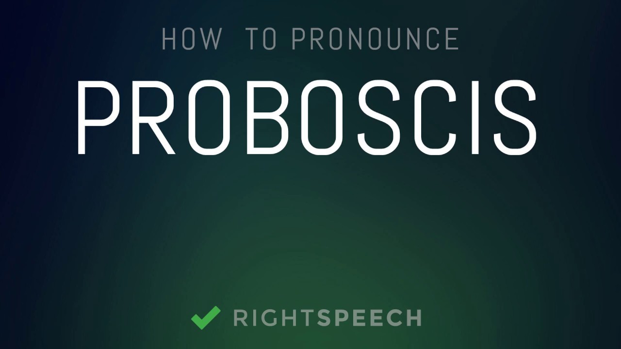 Proboscis - How to pronounce Proboscis - YouTube