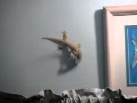 Butiki (lizards) Fights - YouTube