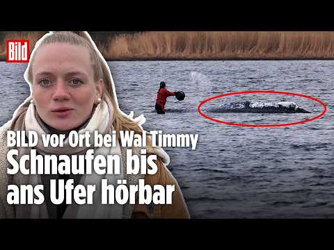INSEL POEL: „Liegt wie ein grauer Fels in der Bucht!“ - So geht es Buckelwal Timmy