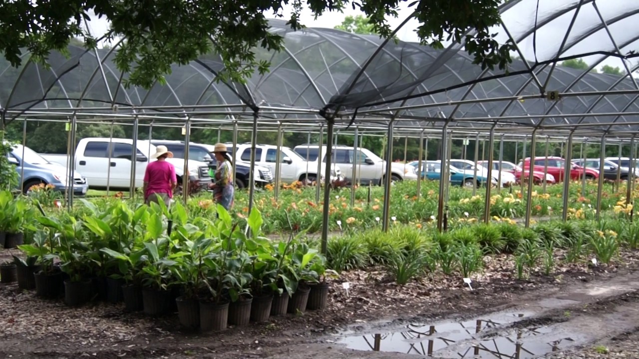 The Lily Farm - YouTube