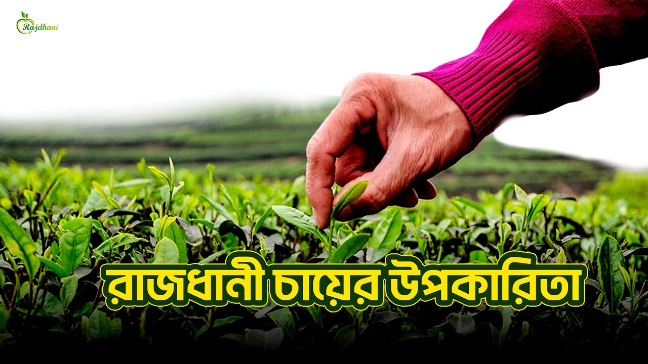 রাজধানী চায়ের উপকারিতা | Benefits of Rajdhani tea | Rajdhani tea - YouTube