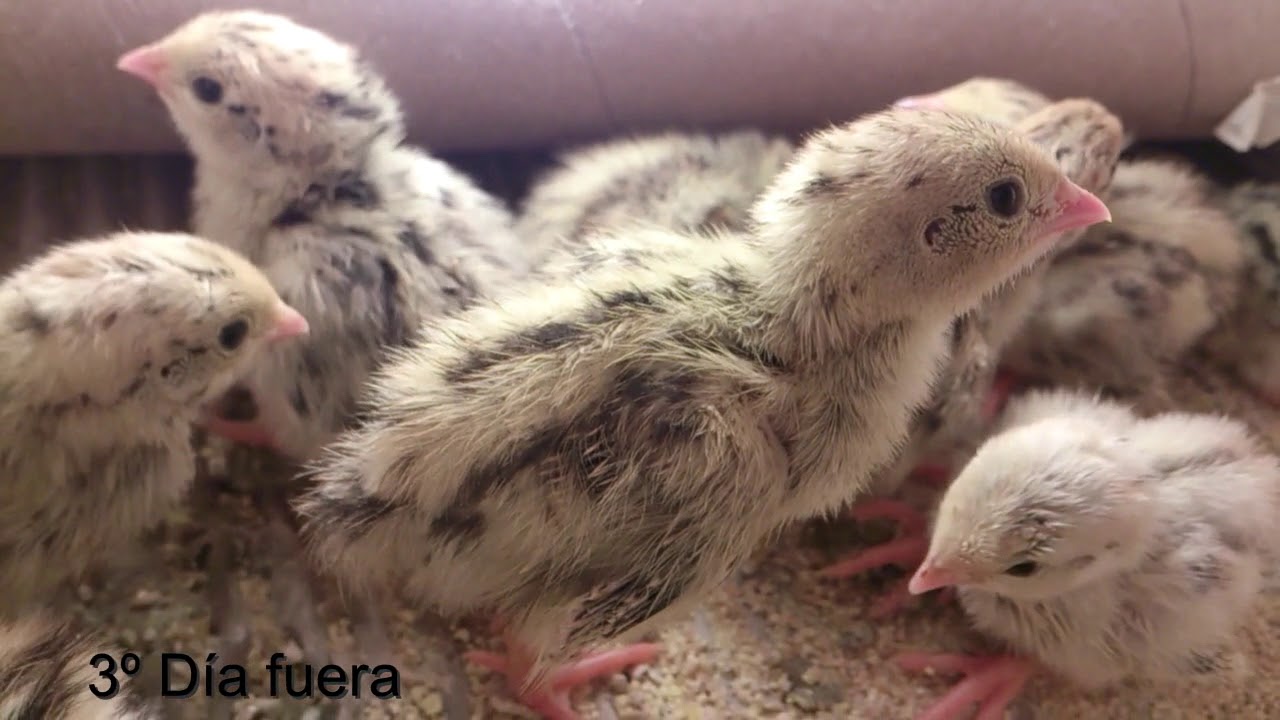 Proceso de nacimiento de codornices japonicas - YouTube