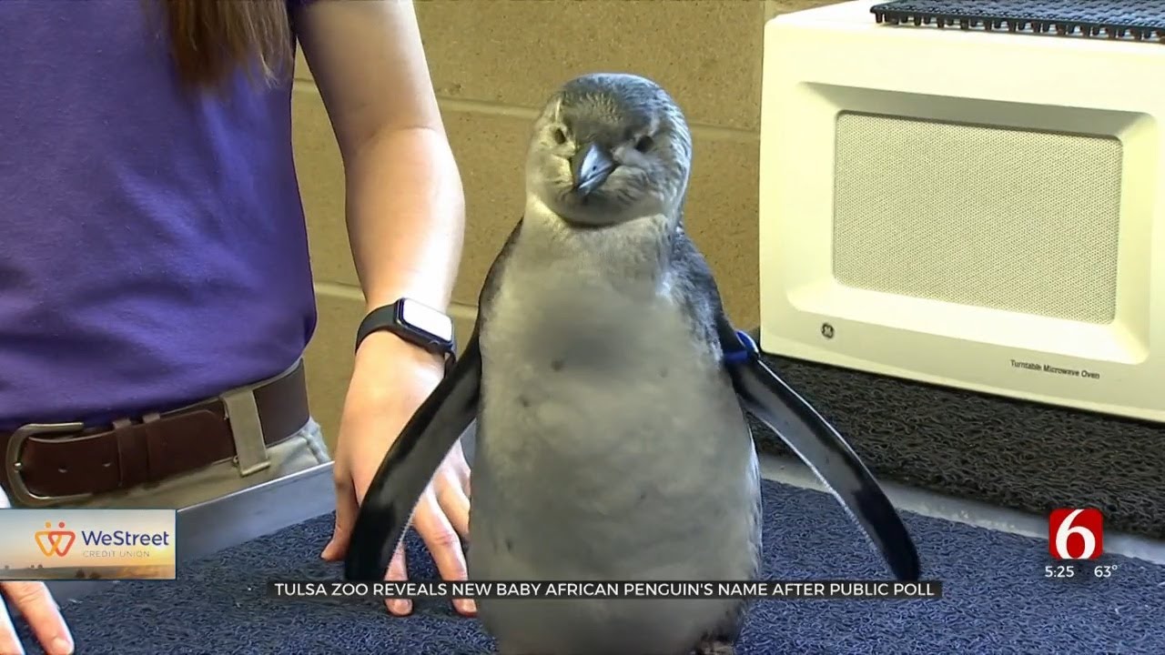 Tulsa Zoo Reveals New Baby African Penguin's Name After Public Poll ...