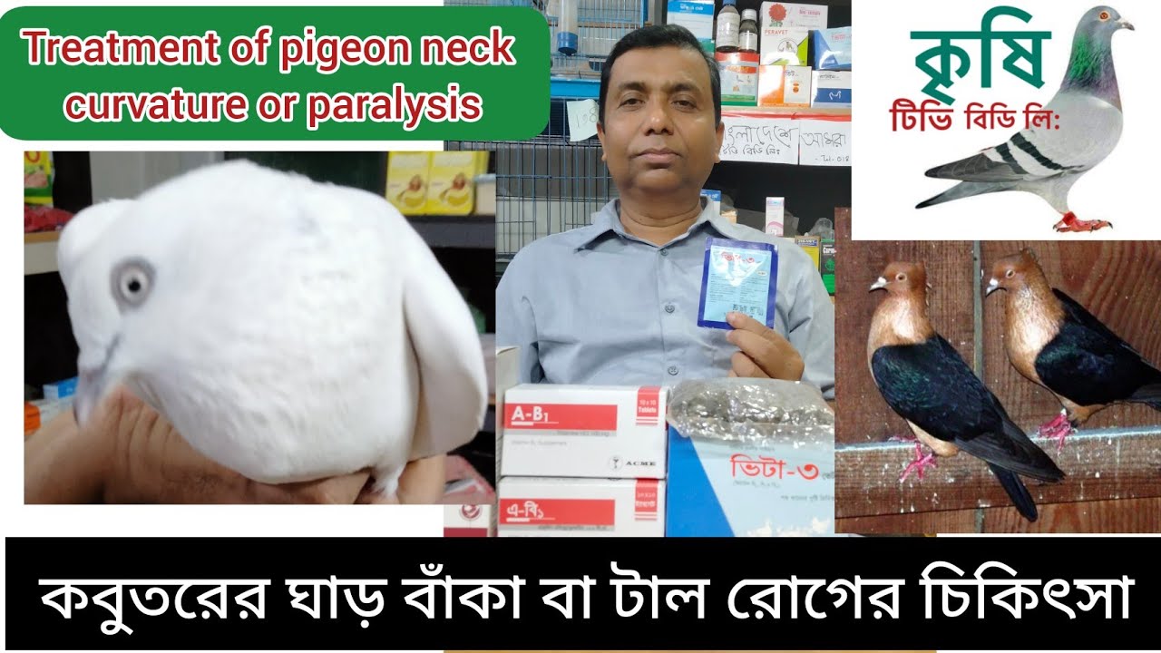 কবুতরের টাল রোগের চিকিৎসা এবং প্রতিকার এর মহৌষধ।। Treatment of pigeon ...