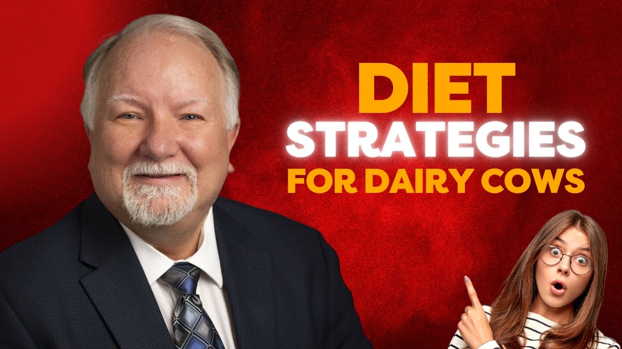 Dr. Jim Drackley: Transition Cow Diets - YouTube