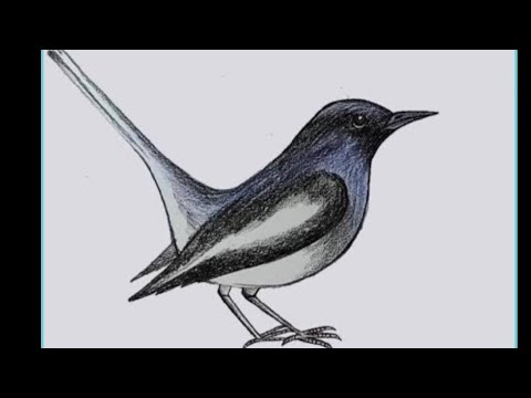 How to draw Magpie step by step (very easy) ||সহজ নিয়মে দোয়েল পাখি ...