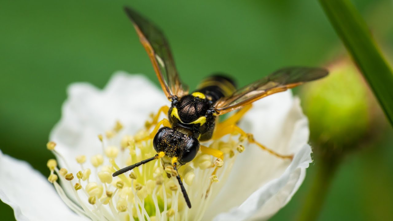 Photos From Big World of Small Creatures. Part 15. - YouTube