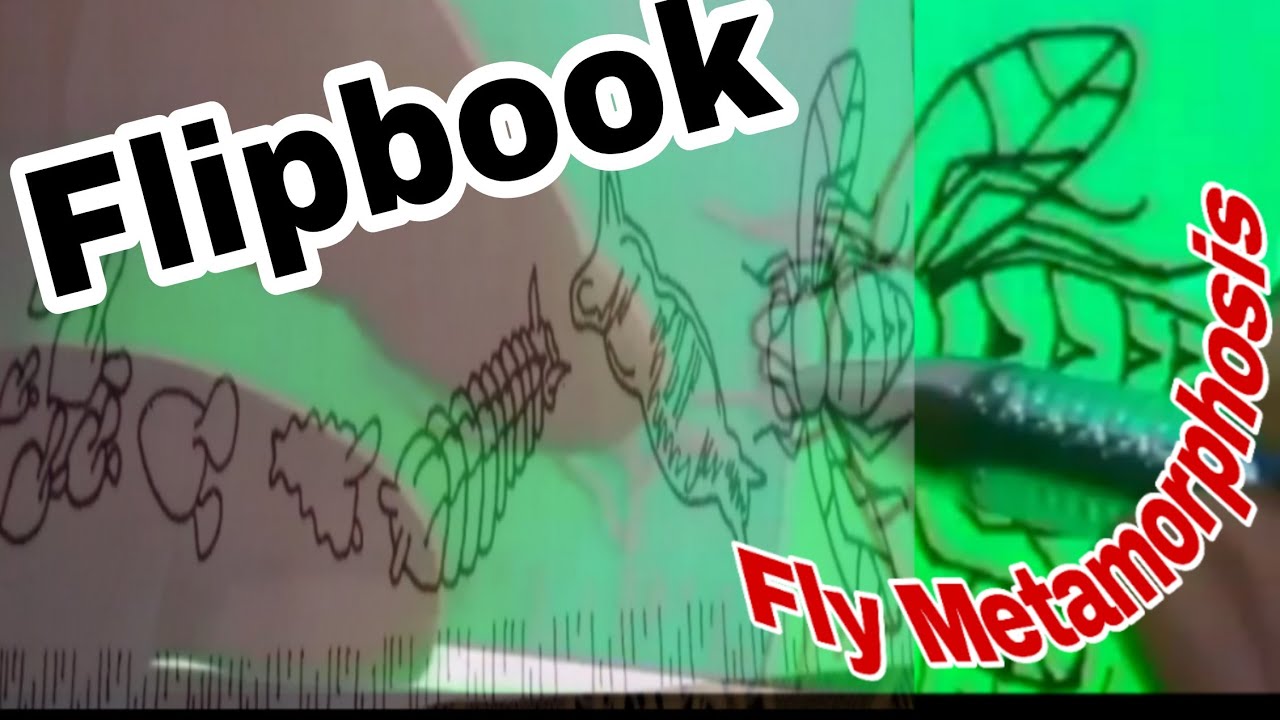 Flipbook Fly Metamorphosisi #part 2 - YouTube