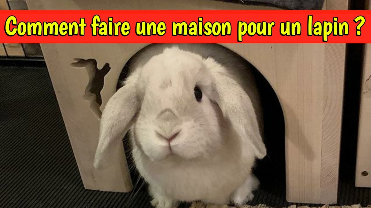 Comment faire une maison de lapin | Renseignez-vous sur les types de ...