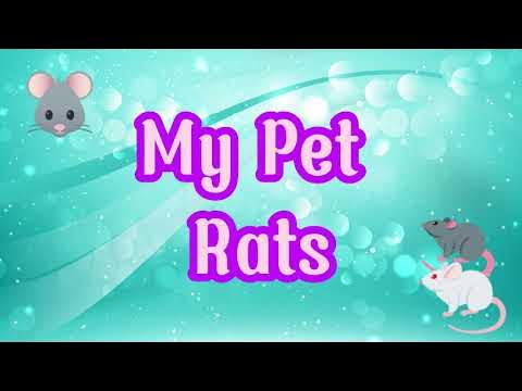 My Pet Rats #131 - YouTube