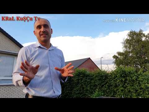 TAKLACI GÜVERCİN OYUN KUŞU NURCU EMİN BELÇİKA