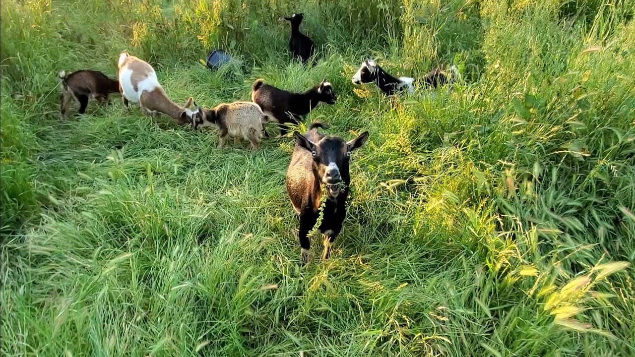 Nigerian Dwarf Goats: Weed control - YouTube