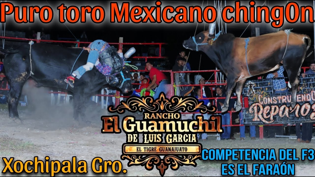 ¡Puro toro Mexicano ching0n! Rancho el Guamuchil en Xochipala Gro. Mira ...