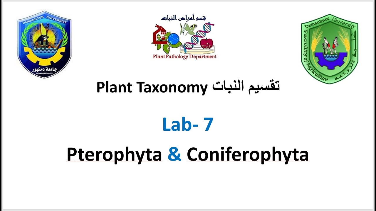 Section 7 Plant Taxonomy - Pterophyta & Coniferophyta - YouTube