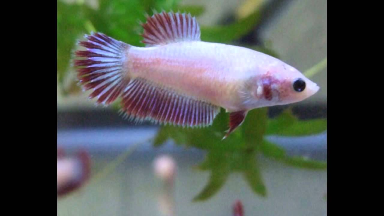 4 phases of a beta fish - YouTube