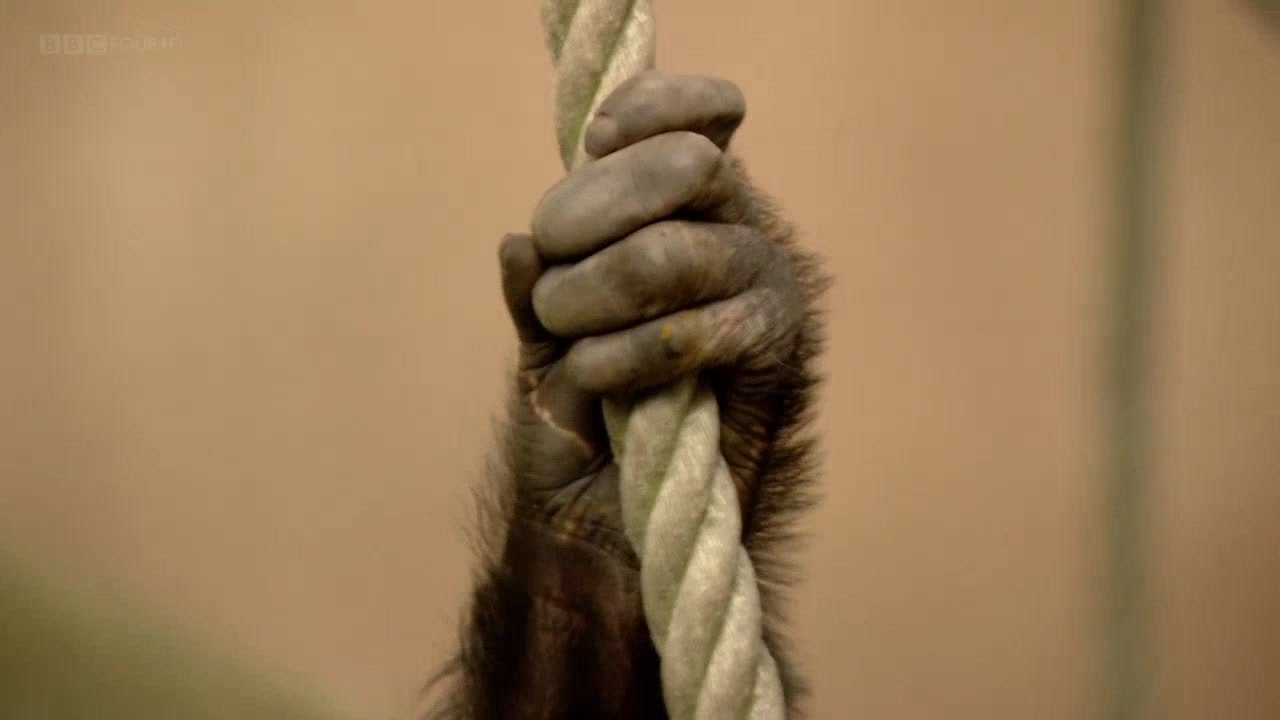 Dissected The Incredible Human 1of2 Hand - YouTube