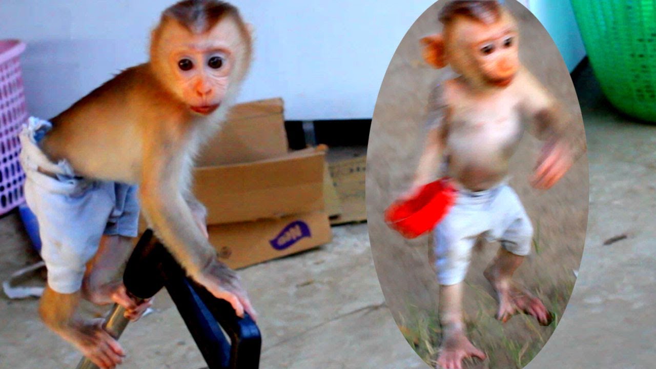 The Naughtiest Monkey Baby | Super Jump, Super Hopping, Dangerous ...