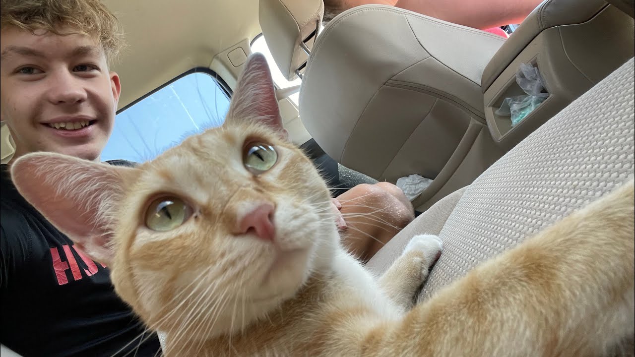 We Found a Cat!!! - YouTube