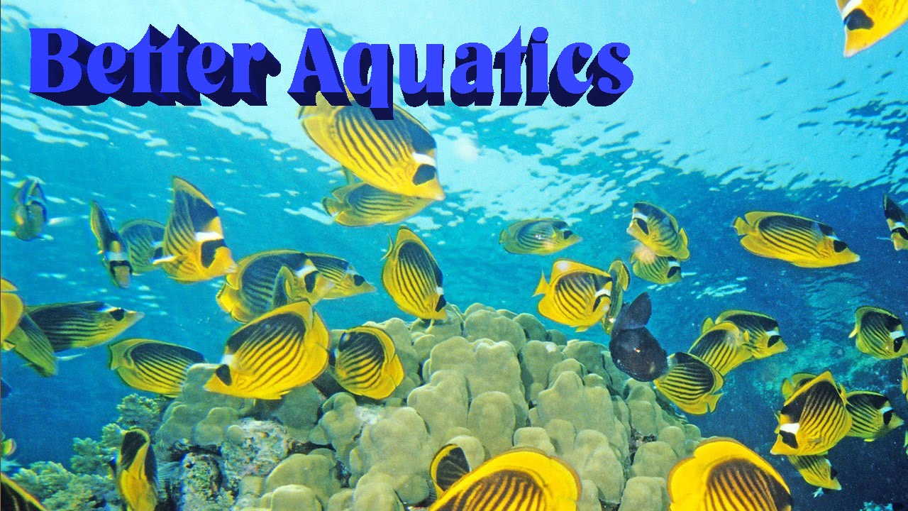 Better Aquatics - Mod Spotlight - YouTube