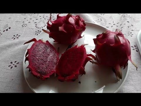 PITAYA VERMELHA colheita e seus beneficios para saúde - YouTube