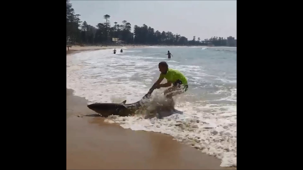 Man Attempts to Pull Beached Shark Back to Sea - YouTube