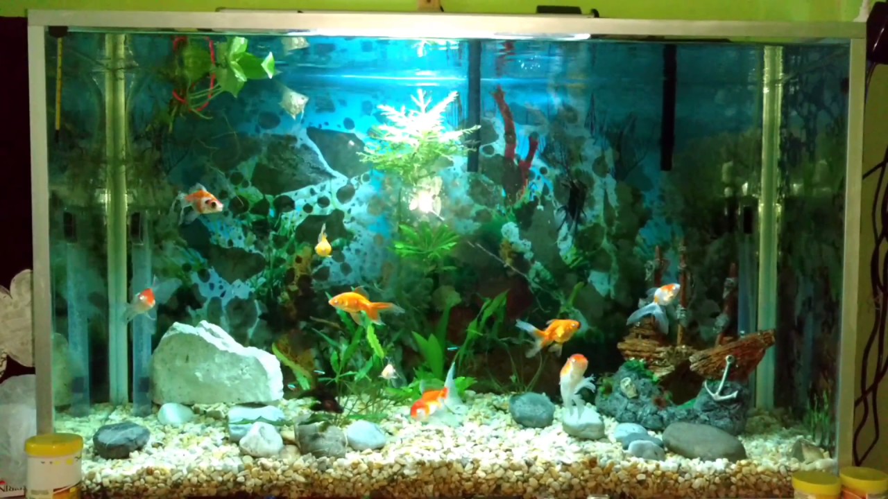 Pecera grande con más peces - YouTube