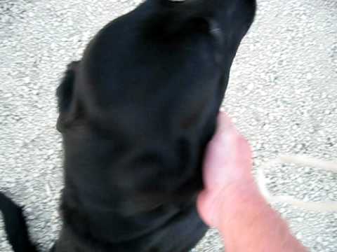 Dogs Can Sense Evil - YouTube