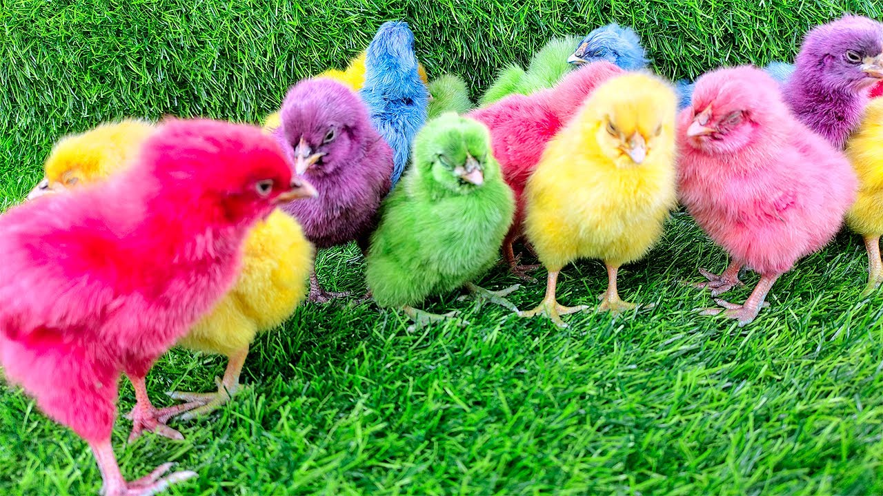 #animals , ayam warna warni,ayam rainbow,sapi,bebek,ikan koi,kura kura ...